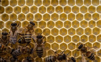 How Do Bees Communicate with Each Other? - Backyard Beekeeping